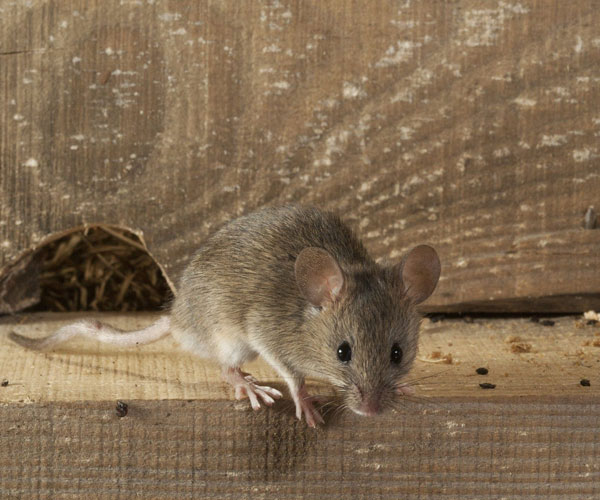 Mice - Less Pest
